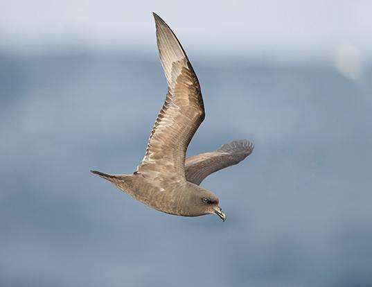 GREAT-WINGED PETREL LIFE EXPECTANCY
