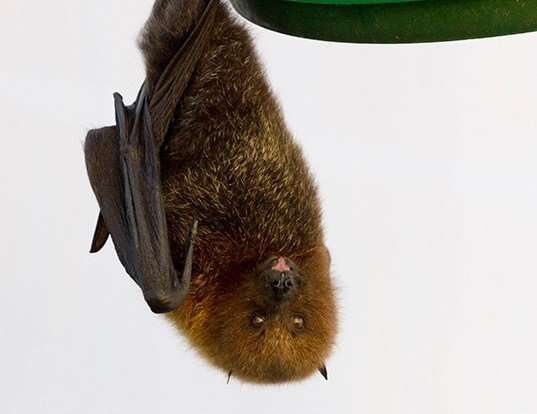 DAWN BAT LIFE EXPECTANCY