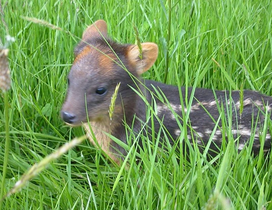 MULE DEER LIFE EXPECTANCY