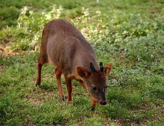 SOUTHERN PUDU LIFE EXPECTANCY