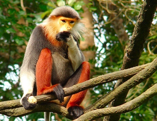 RED-SHANKED DOUC LANGUR LIFE EXPECTANCY