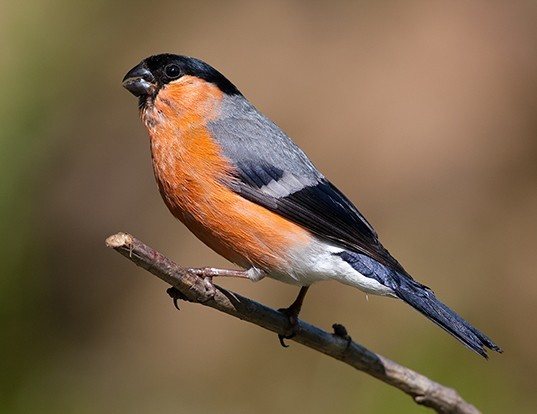 EURASIAN BULLFINCH LIFE EXPECTANCY