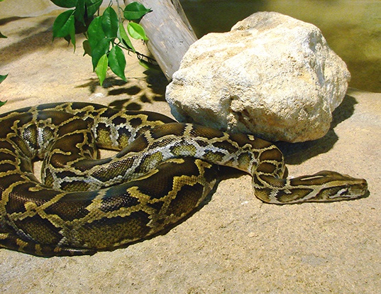 ESPERANZA DE VIDA DE LOS PYGMY PYTHON