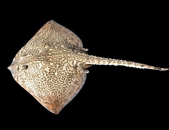 STINGRAY LIFE EXPECTANCY