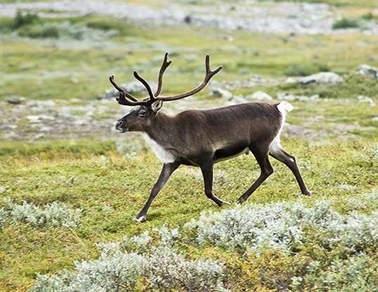 REINDEER LIFE EXPECTANCY