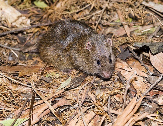 AUSTRALIAN SWAMP RAT LIFE EXPECTANCY
