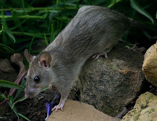 GRAY TREE RAT LIFE EXPECTANCY