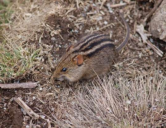 NORTHERN GRASSHOPPER MOUSE LIFE EXPECTANCY
