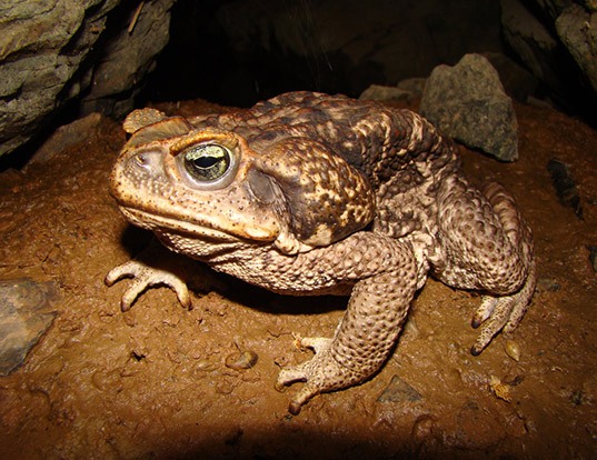 ESPERANZA DE VIDA DE LOS CURURU TOAD