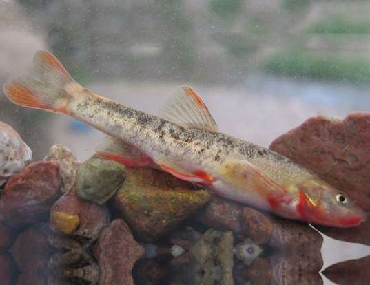 Redside Dace