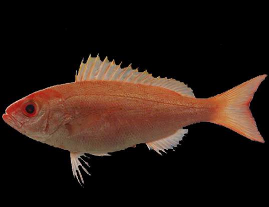 HUMPBACK RED SNAPPER LIFE EXPECTANCY