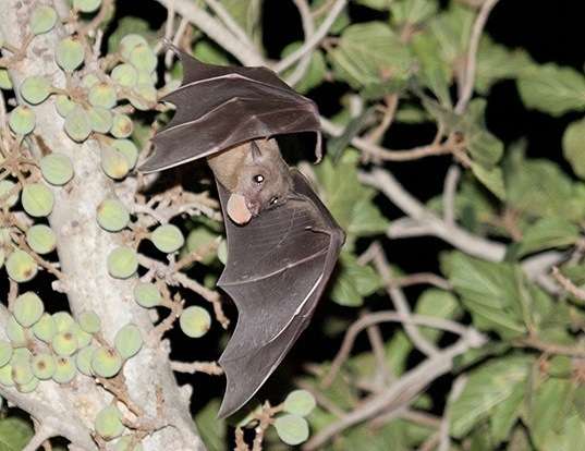WHITE-LINED BROAD-NOSED BAT LIFE EXPECTANCY