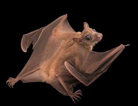 WHITE-LINED BROAD-NOSED BAT LIFE EXPECTANCY