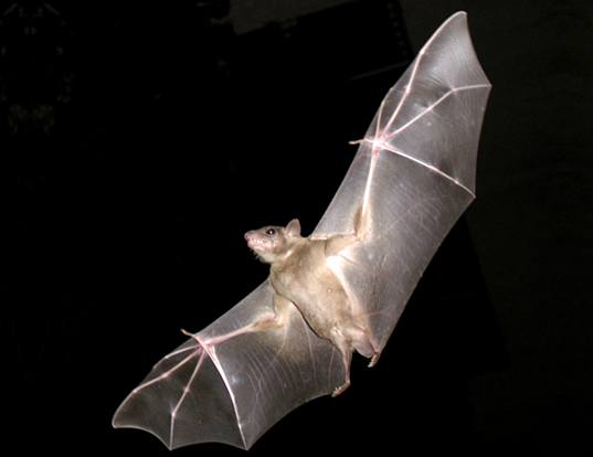 LESSER HORSESHOE BAT LIFE EXPECTANCY