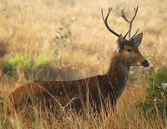 ALPINE MUSK DEER LIFE EXPECTANCY