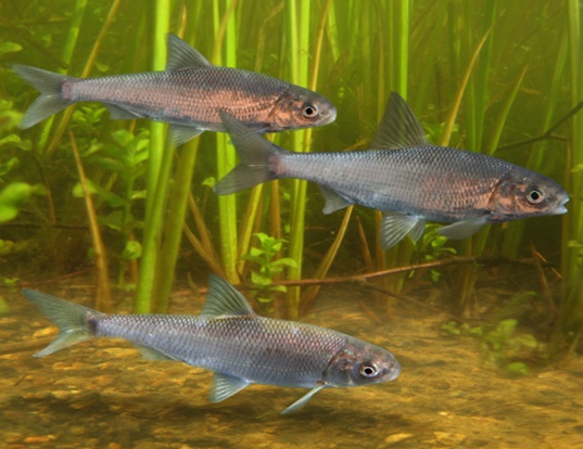 ROACH LIFE EXPECTANCY