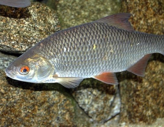 CALIFORNIA ROACH LIFE EXPECTANCY