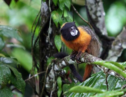 PREUSS'S MONKEY LIFE EXPECTANCY