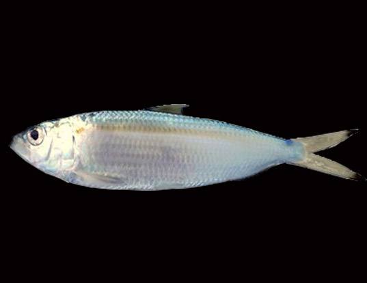 ROUND SARDINELLA LIFE EXPECTANCY