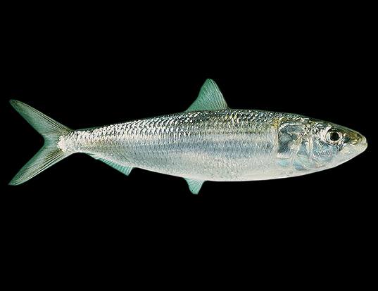 INDIAN OIL SARDINE LIFE EXPECTANCY