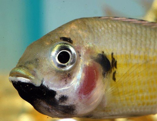 BLACKCHIN MOUTHBROODER LIFE EXPECTANCY