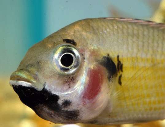 Mouthbrooder Southern