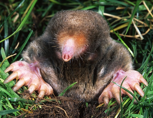 EASTERN MOLE LIFE EXPECTANCY