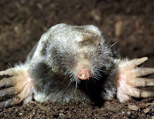 Southern Marsupial Mole