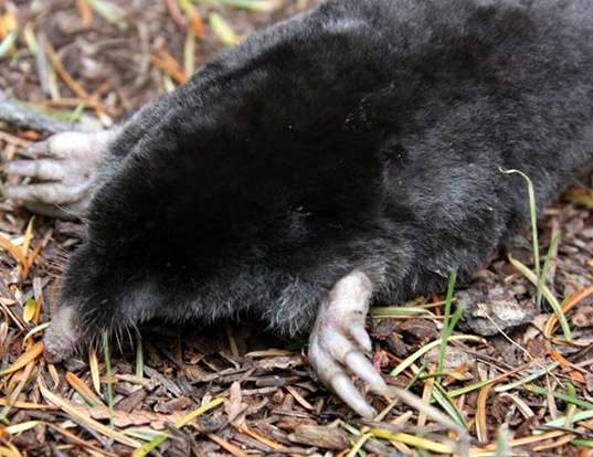 TOWNSEND'S MOLE LIFE EXPECTANCY