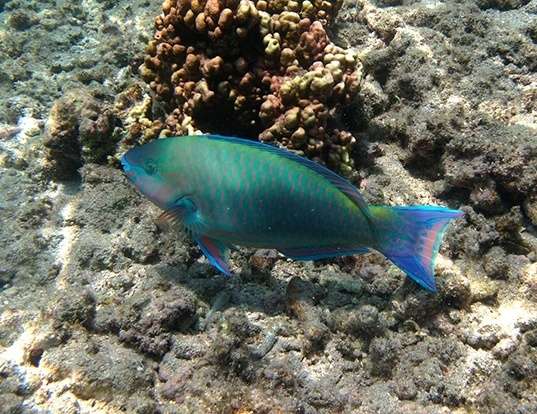 PARROTFISH LIFE EXPECTANCY