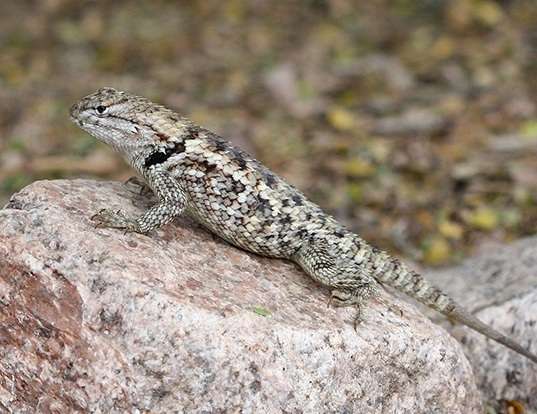 GALLIWASP LIFE EXPECTANCY