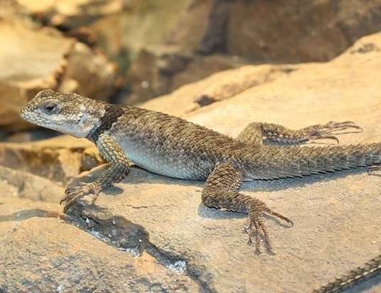 GALLIWASP LIFE EXPECTANCY