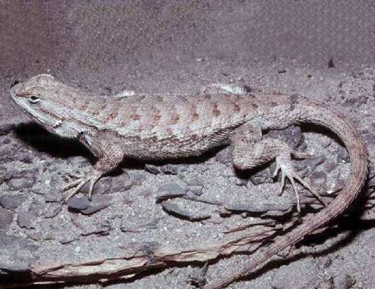 ESPERANZA DE VIDA DE LOS GALLIWASP