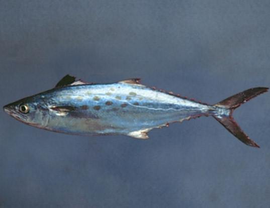 ATLANTIC SPANISH MACKEREL LIFE EXPECTANCY