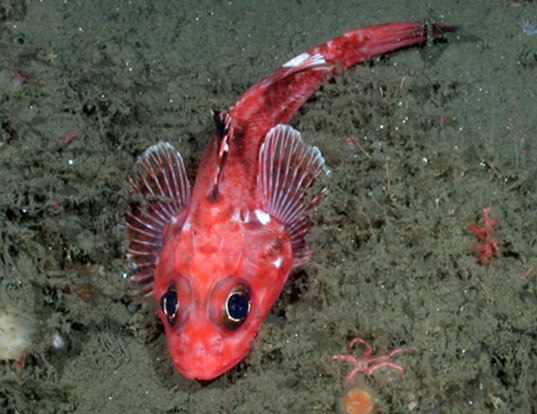 SHORTSPINE THORNYHEAD LIFE EXPECTANCY