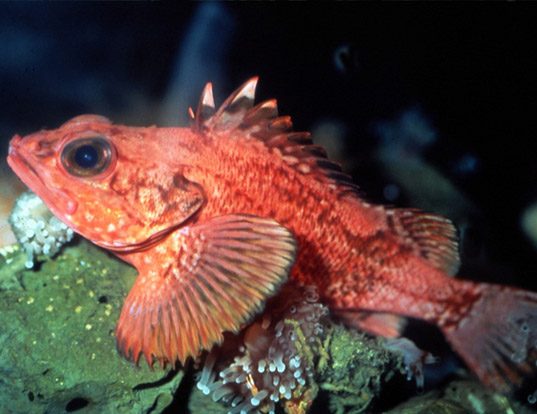 LONGSPINE THORNYHEAD LIFE EXPECTANCY