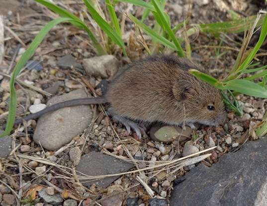 FLORIDA DEERMOUSE LIFE EXPECTANCY