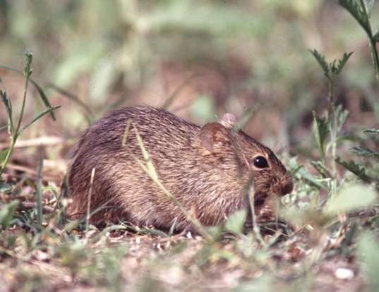LESSER CANE RAT LIFE EXPECTANCY