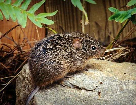 LESSER MOLE RAT LIFE EXPECTANCY