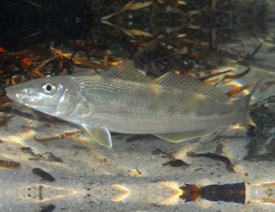 WESTERN SAND WHITING LIFE EXPECTANCY