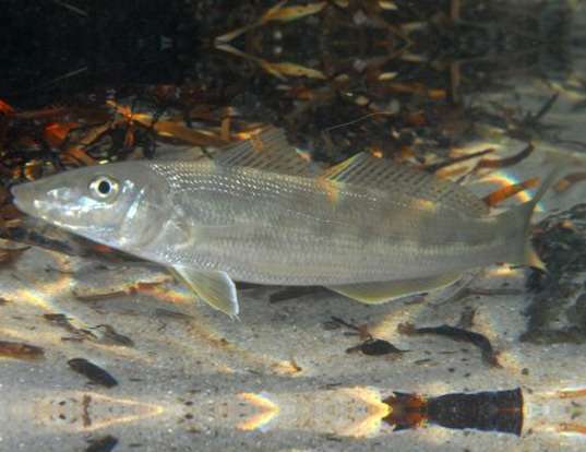 ESPERANZA DE VIDA DE LOS WESTERN SAND WHITING