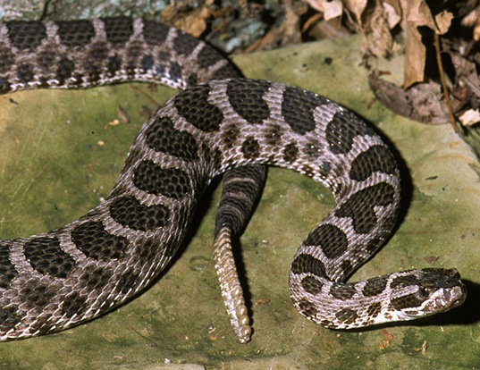 MEXICAN HORNED PIT VIPER LIFE EXPECTANCY