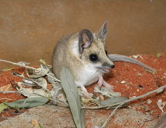 FAT-TAILED DUNNART LIFE EXPECTANCY