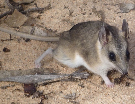 WHITE-FOOTED DUNNART LIFE EXPECTANCY