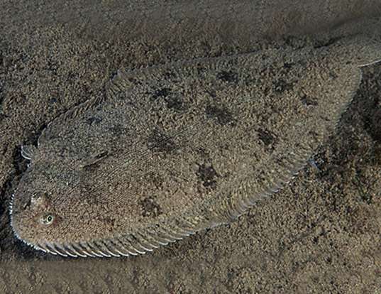 BUTTER SOLE LIFE EXPECTANCY