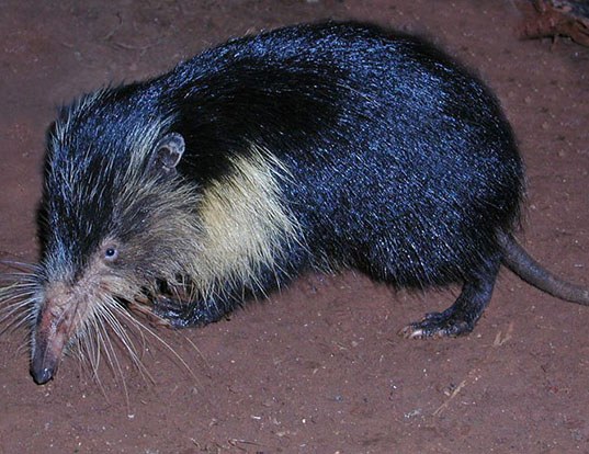 HAITIAN SOLENODON LIFE EXPECTANCY
