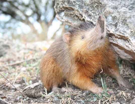 HAITIAN SOLENODON LIFE EXPECTANCY