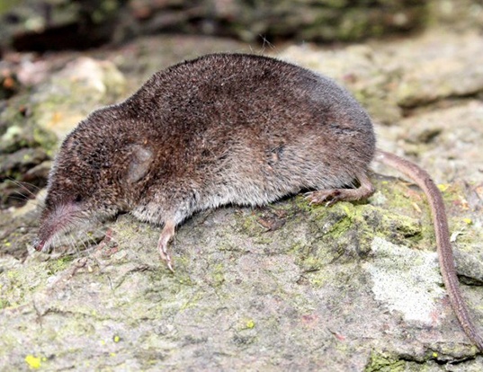 VAGRANT SHREW LIFE EXPECTANCY