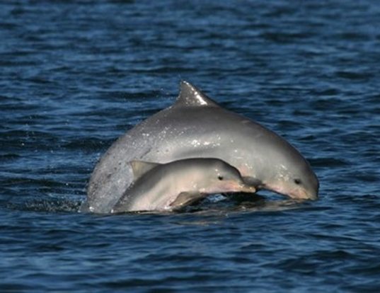 GANGES RIVER DOLPHIN LIFE EXPECTANCY