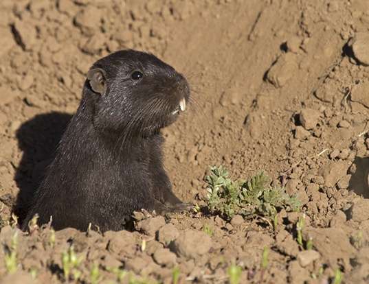 ESPERANZA DE VIDA DE LOS CORURO